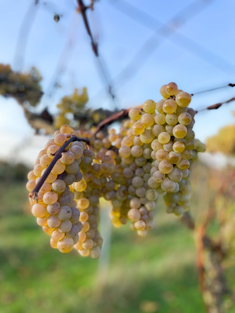 What are the most commonly used wine production methods in the ...